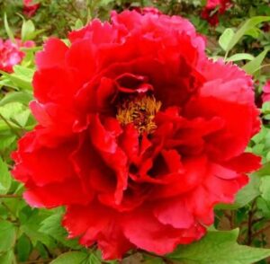 Hoki Tree Peony - My Favorite Flowers and More