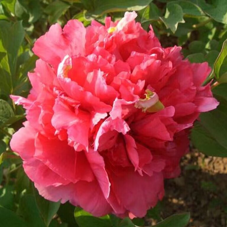 Neon Glow Tree Peony - My Favorite Flowers and More