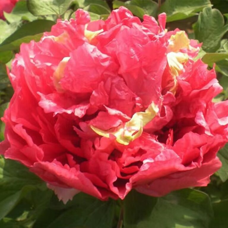 Neon Glow Tree Peony - My Favorite Flowers and More