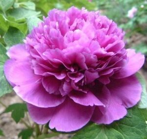 Purple Rong Tree Peony - My Favorite Flowers and More