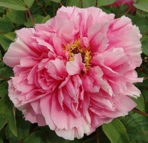 Rou Fu Rong Tree Peony - My Favorite Flowers and More