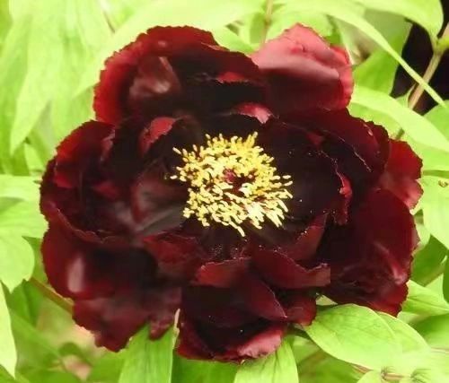 Chu Wu Tree Peony - My Favorite Flowers and More