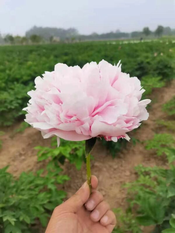 Home - My Favorite Flowers and More