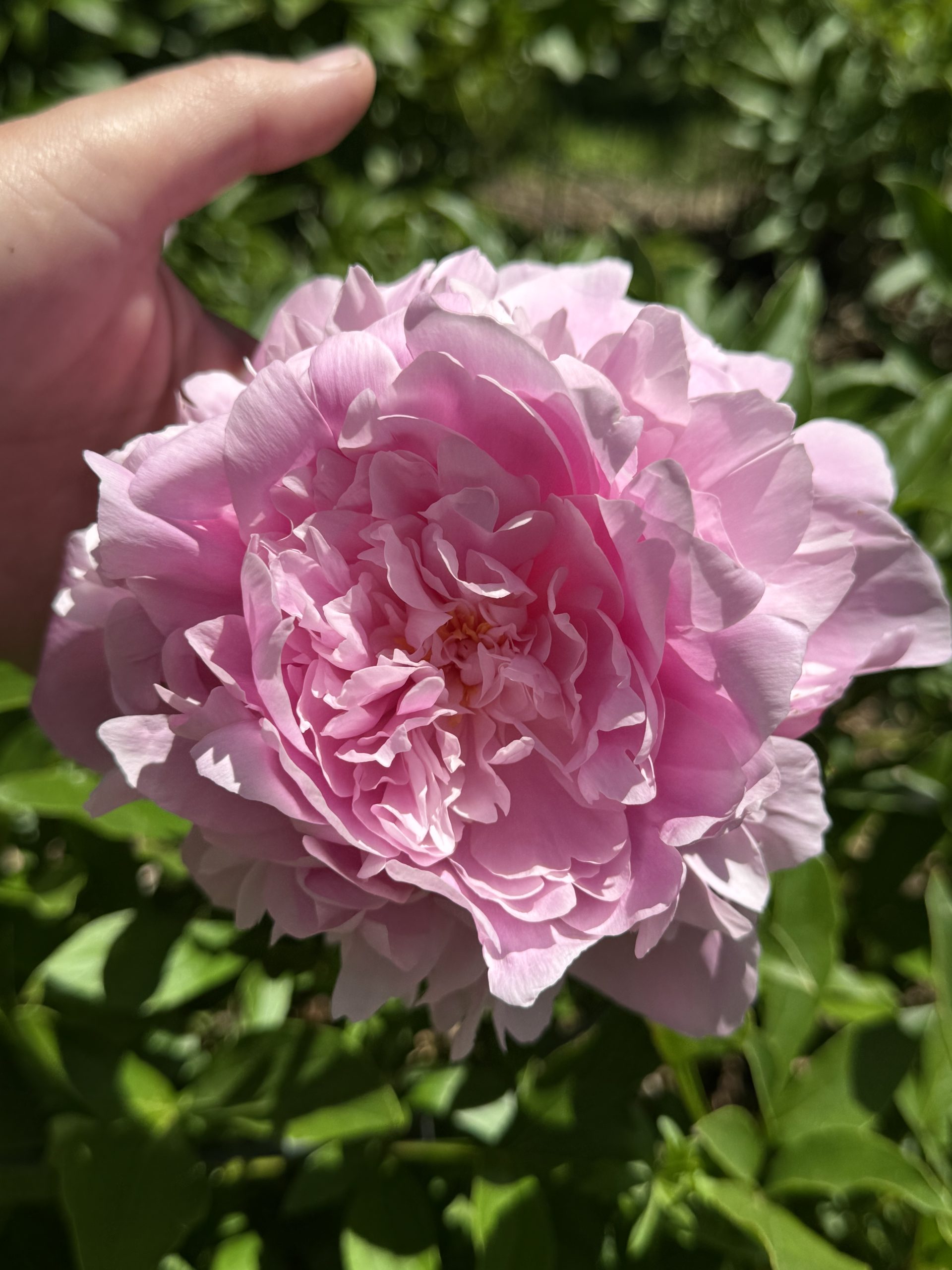 Dinner Plate Herbaceous Peony - My Favorite Flowers and More