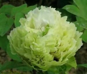 Dou Lu - My Favorite Flowers and More