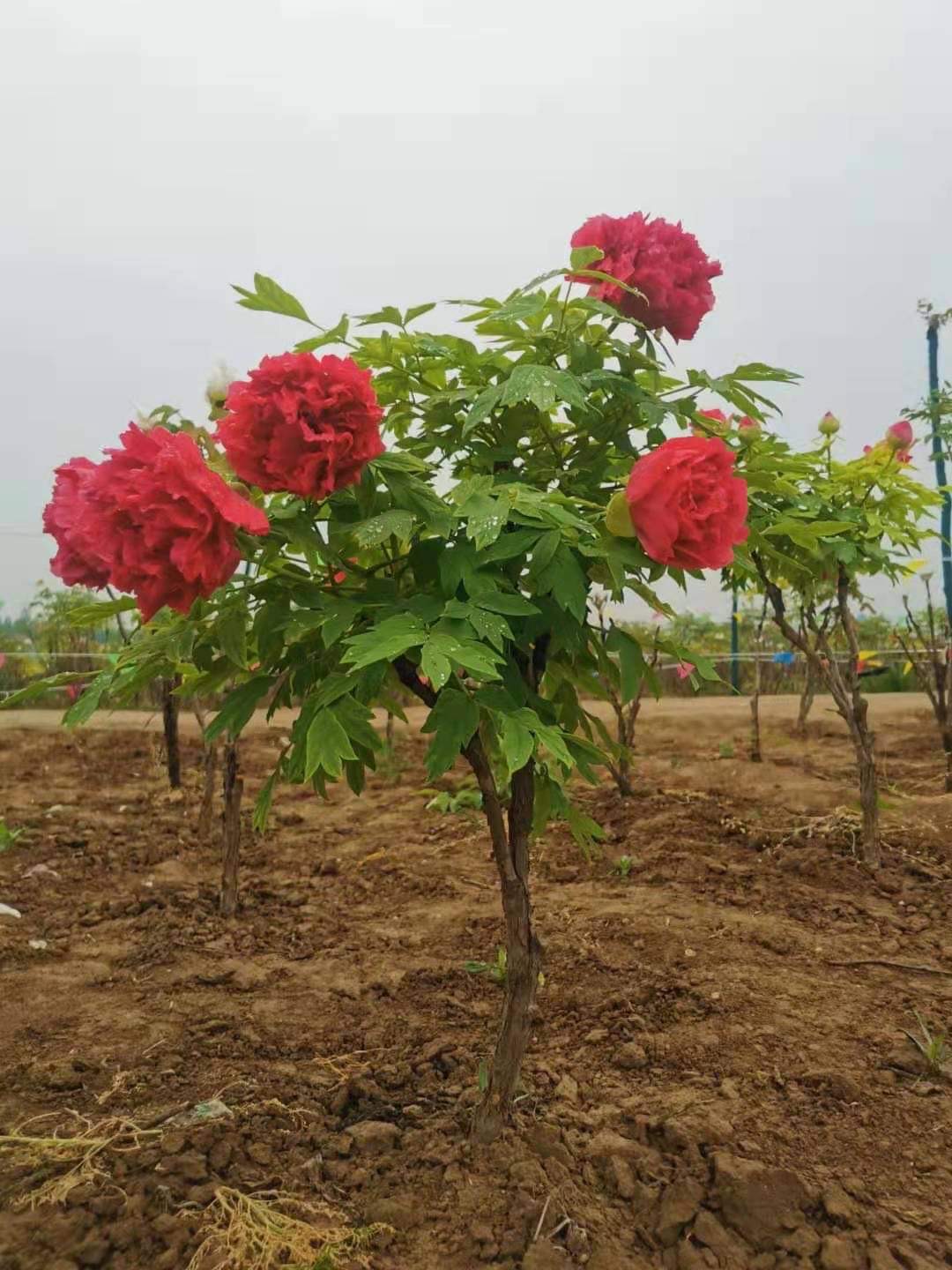 About Tree (Woody) Peonies - My Favorite Flowers and More