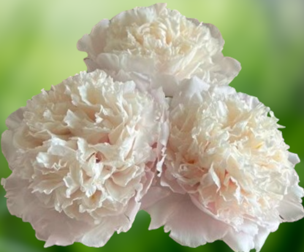 Fragrant Jade Tree Peony - My Favorite Flowers and More