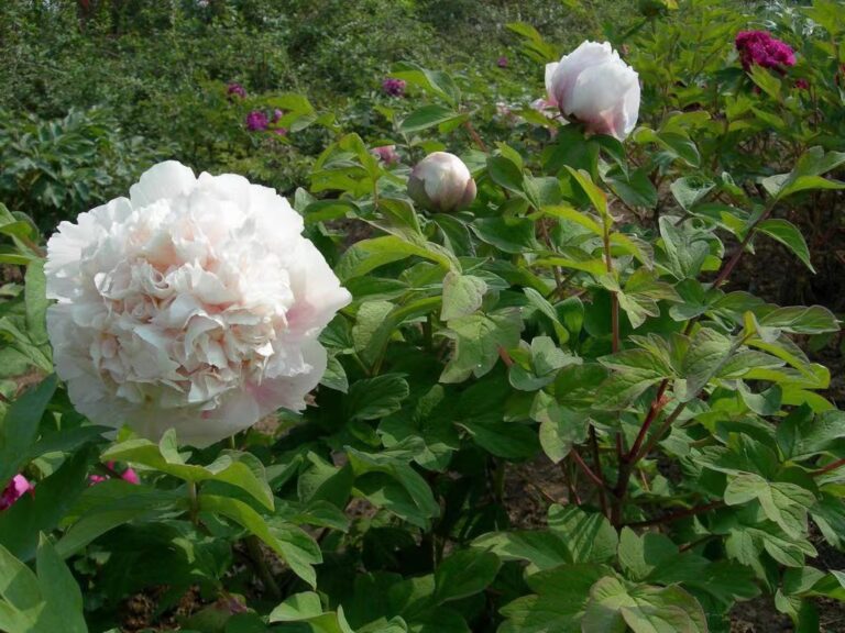 Fragrant Jade Tree Peony - My Favorite Flowers and More
