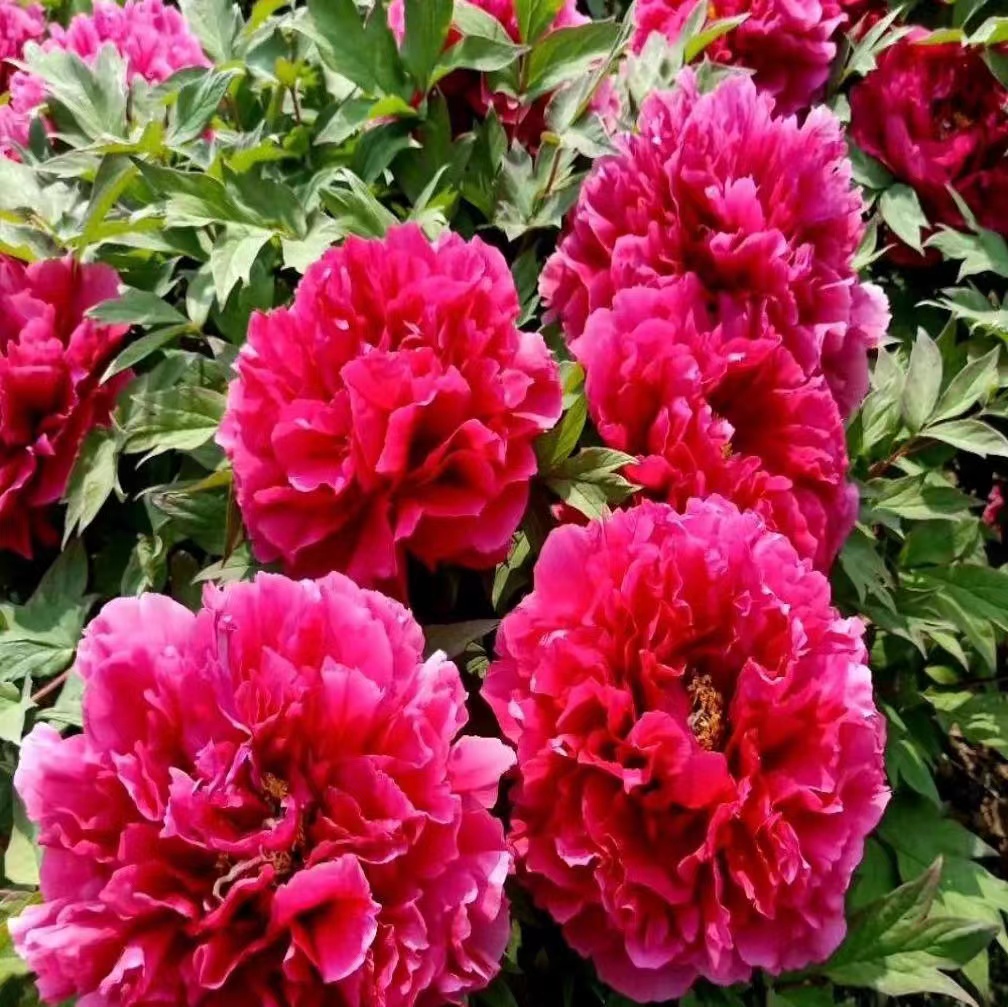 Planting Instructions for Woody Tree Peonies: Zones 3 to 8 - My ...