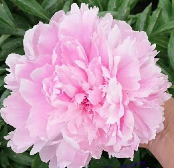 Home - My Favorite Flowers and More