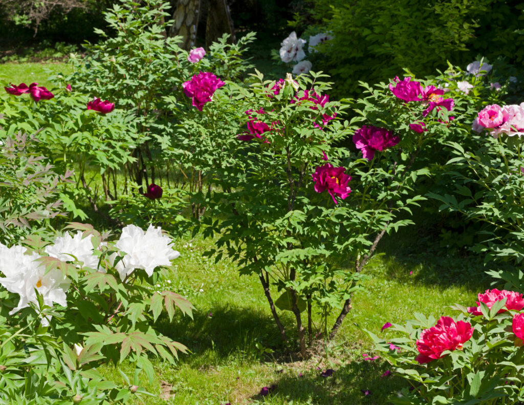 What You Didn't Know About Tree Peonies - My Favorite Flowers and More