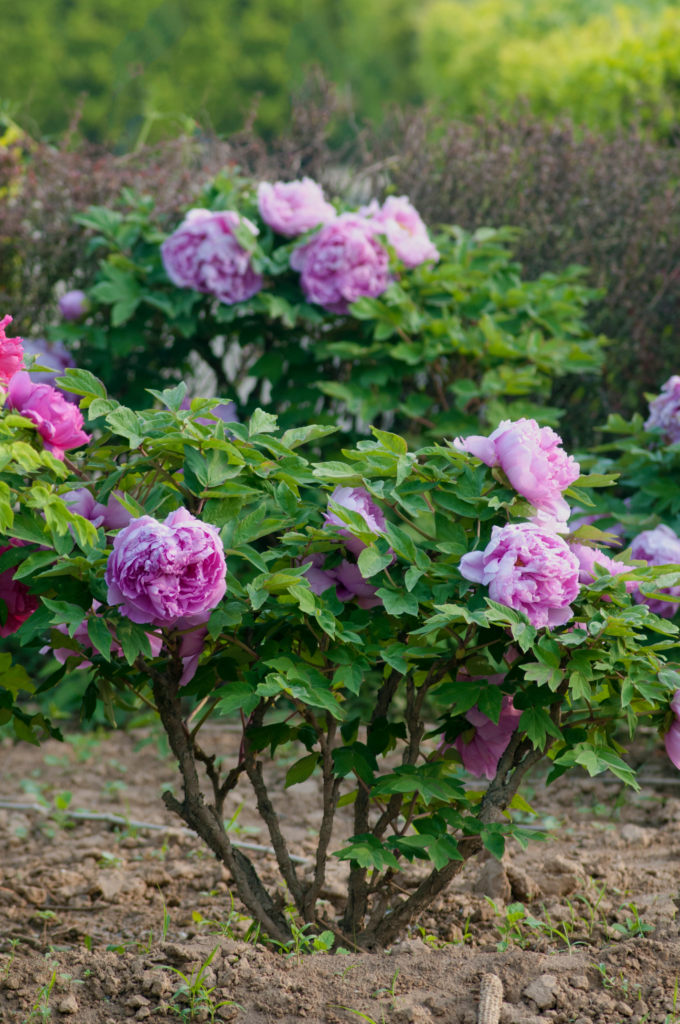 About Tree (Woody) Peonies - My Favorite Flowers and More