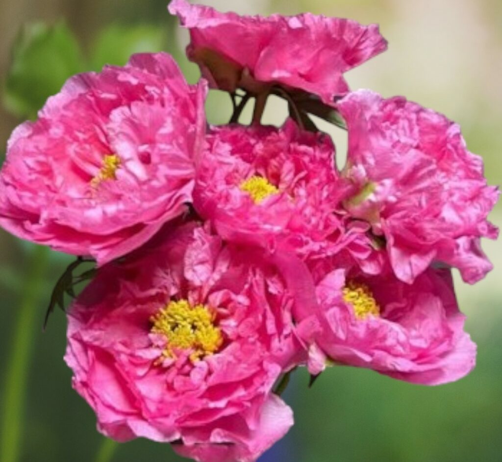 Yin Hong Qiao Dui Tree Peony - My Favorite Flowers and More