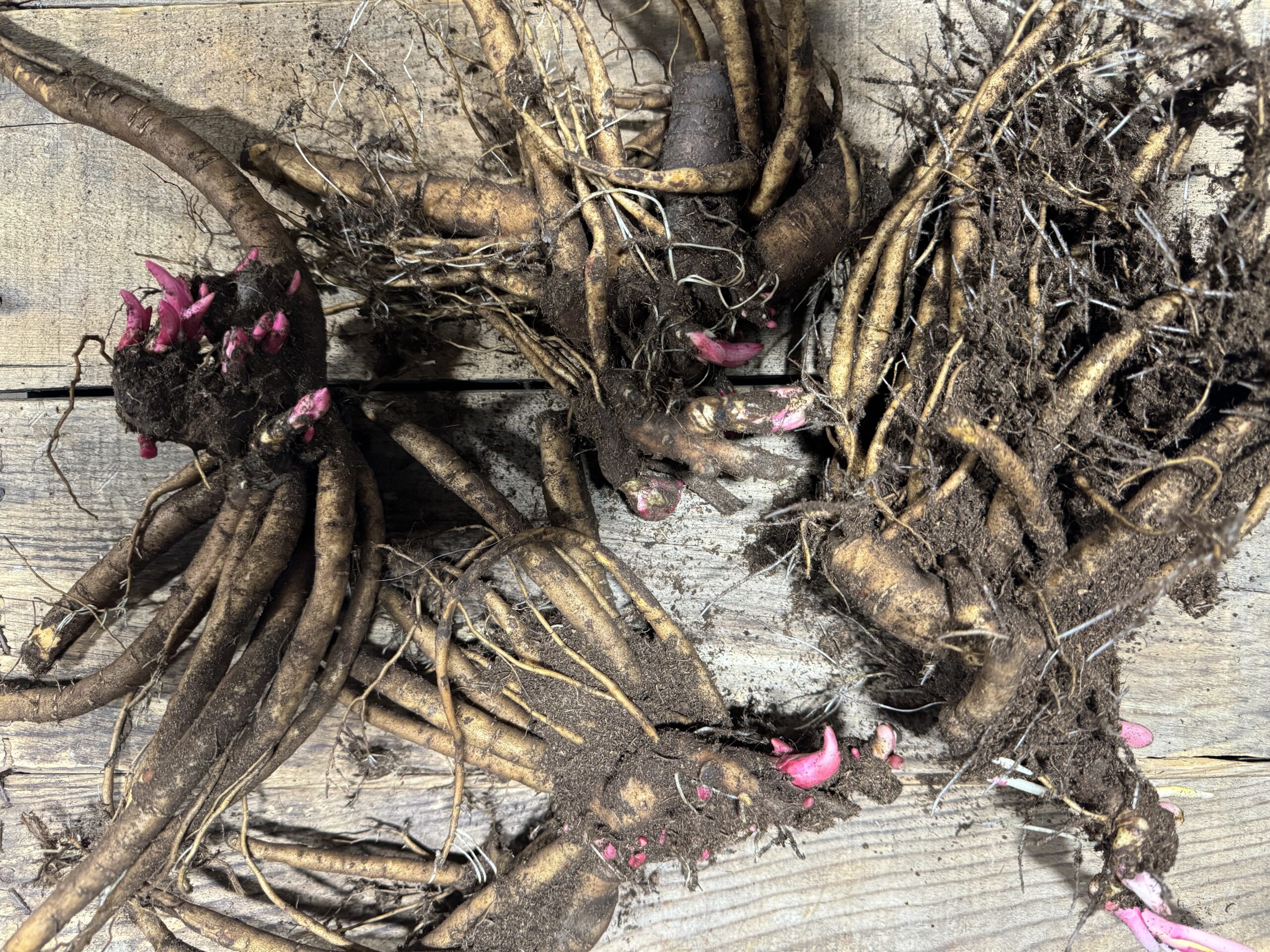 Home - My Favorite Flowers and More