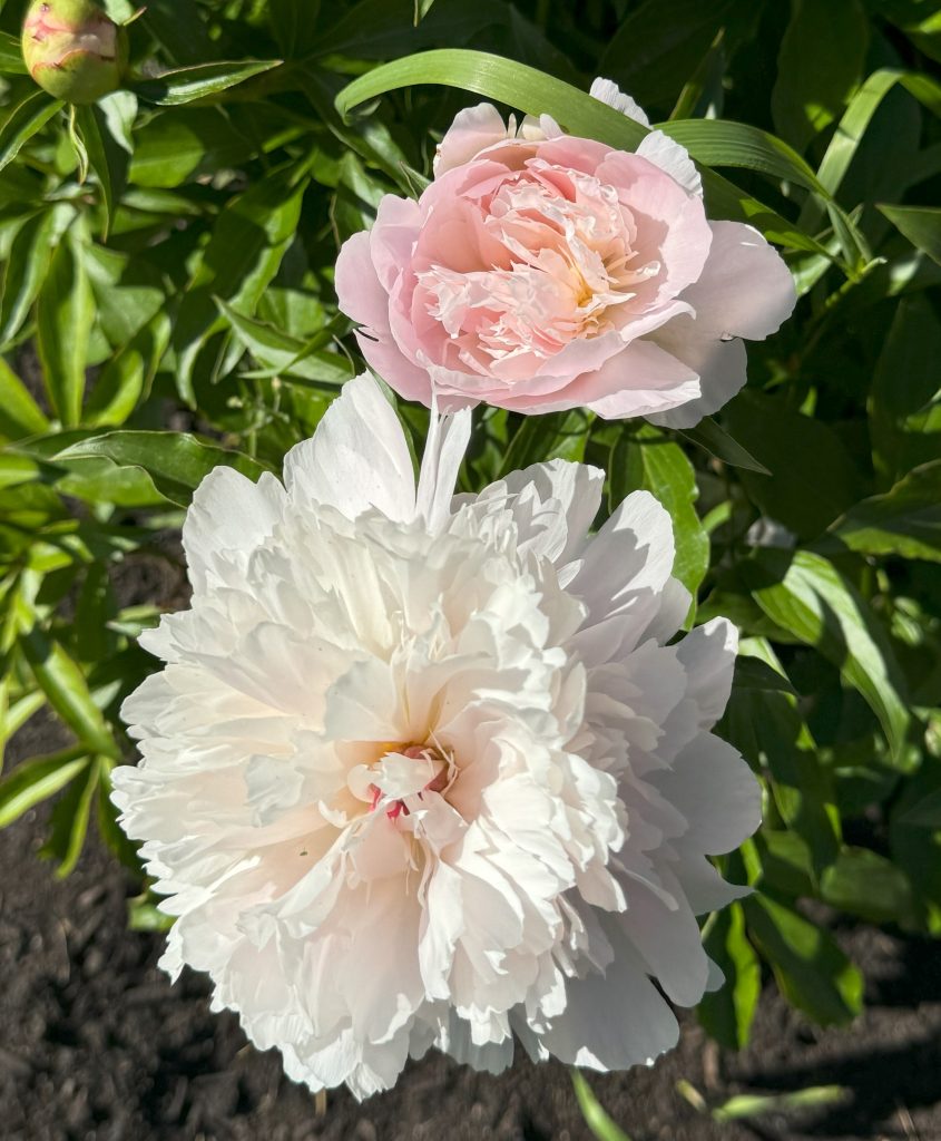 Alertie Herbaceous Peony - My Favorite Flowers and More