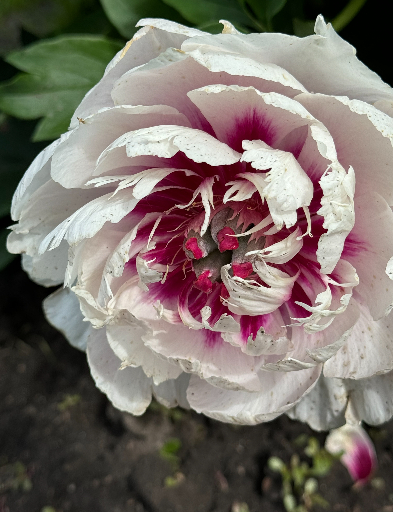 Rosy Prospects Itoh - My Favorite Flowers and More