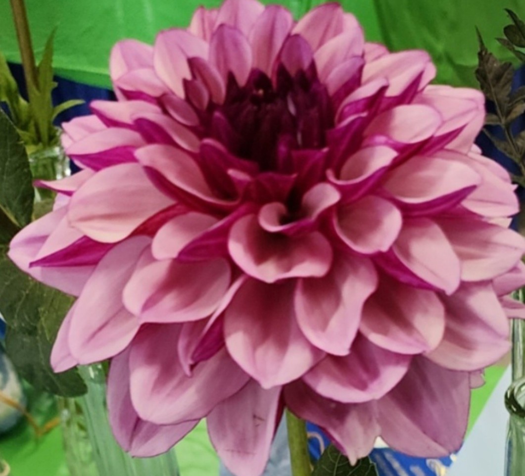 Creme De Cassis Dahlia - My Favorite Flowers and More
