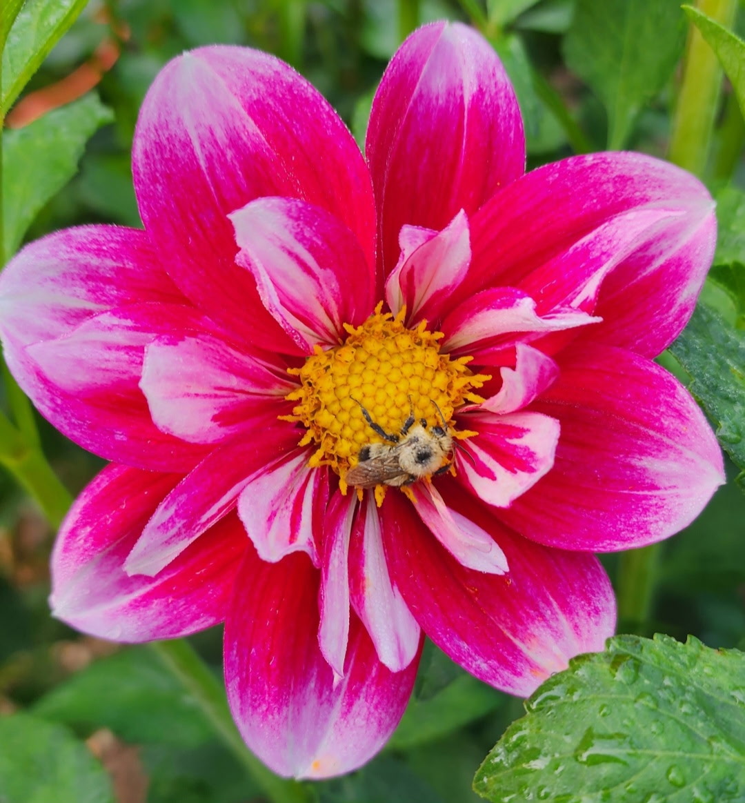 Seeds Dahlia Parent Plant Double Trouble - My Favorite Flowers and More
