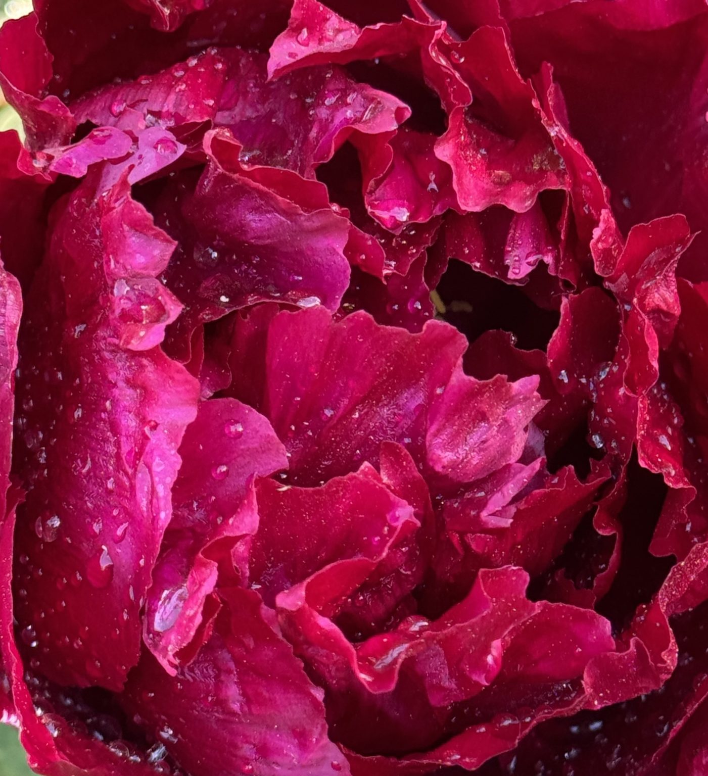 Home - My Favorite Flowers and More