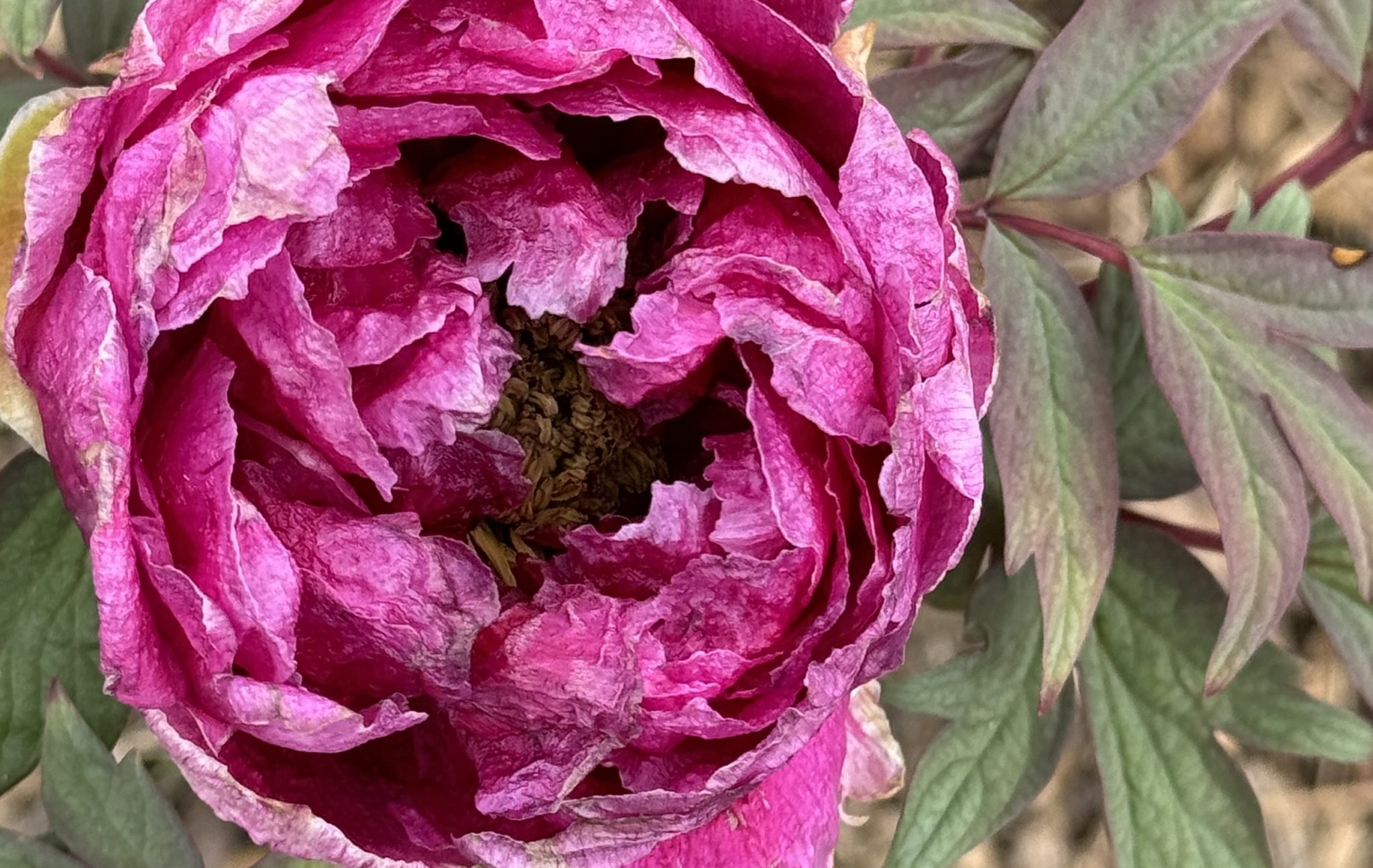 Home - My Favorite Flowers and More