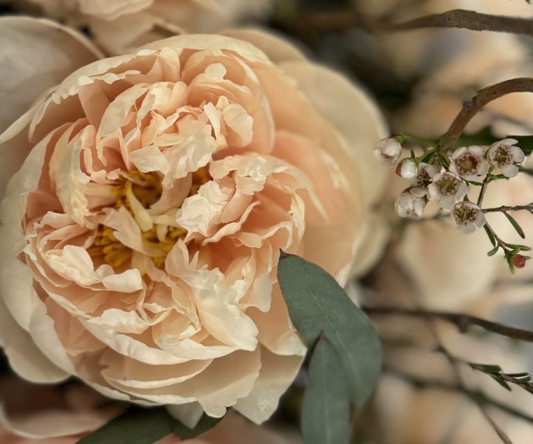 Home - My Favorite Flowers and More