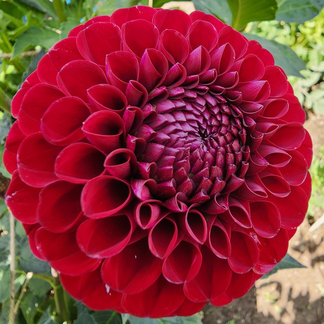 Jackie's Red Devil Dahlia - My Favorite Flowers and More