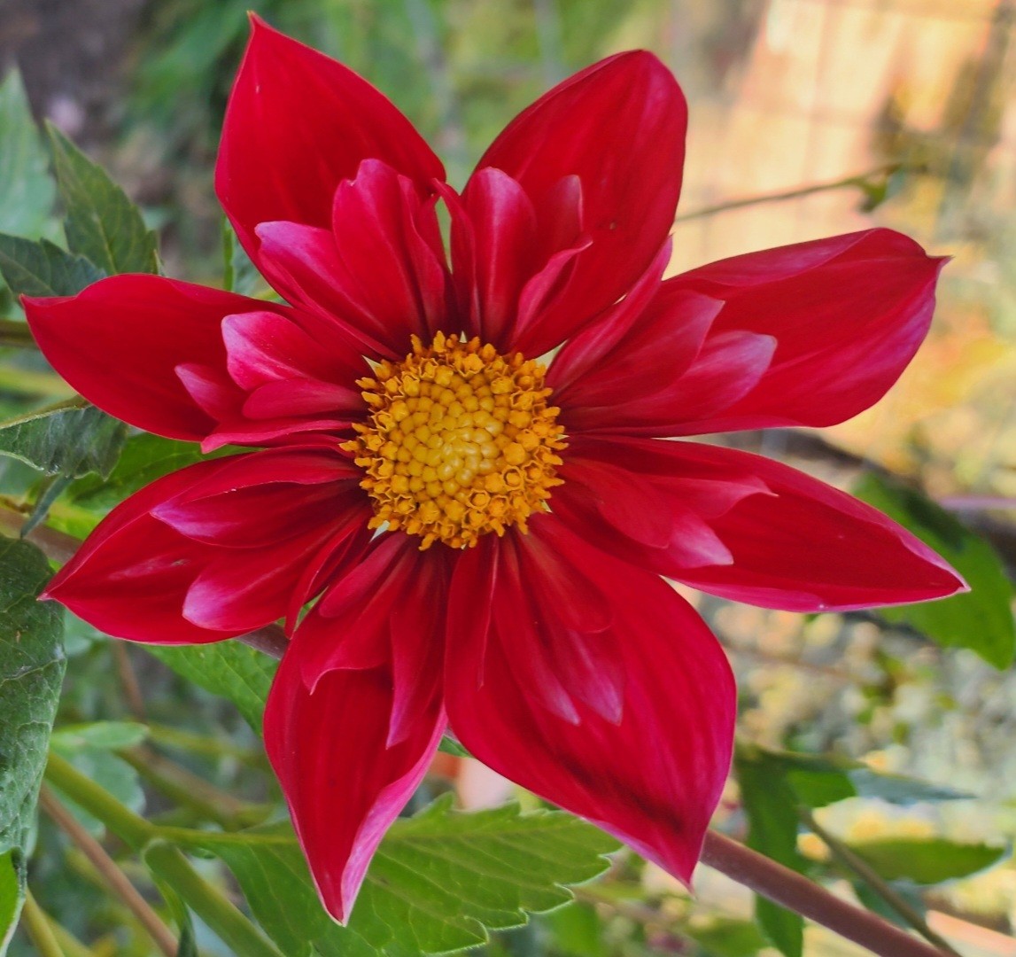 Mars Dahlia - My Favorite Flowers and More