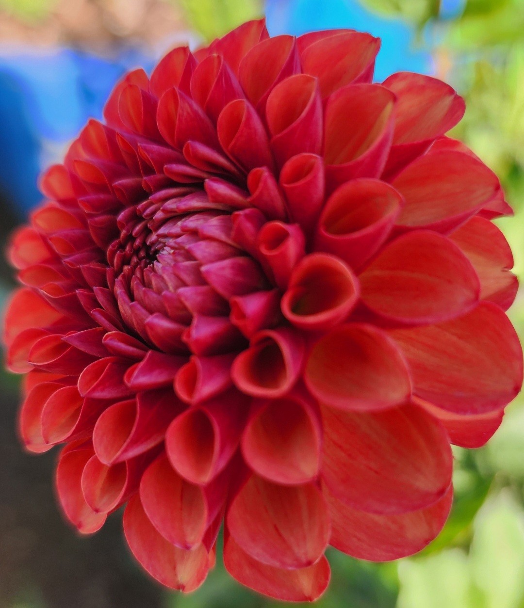 Valley Rust Bucket Dahlia - My Favorite Flowers and More