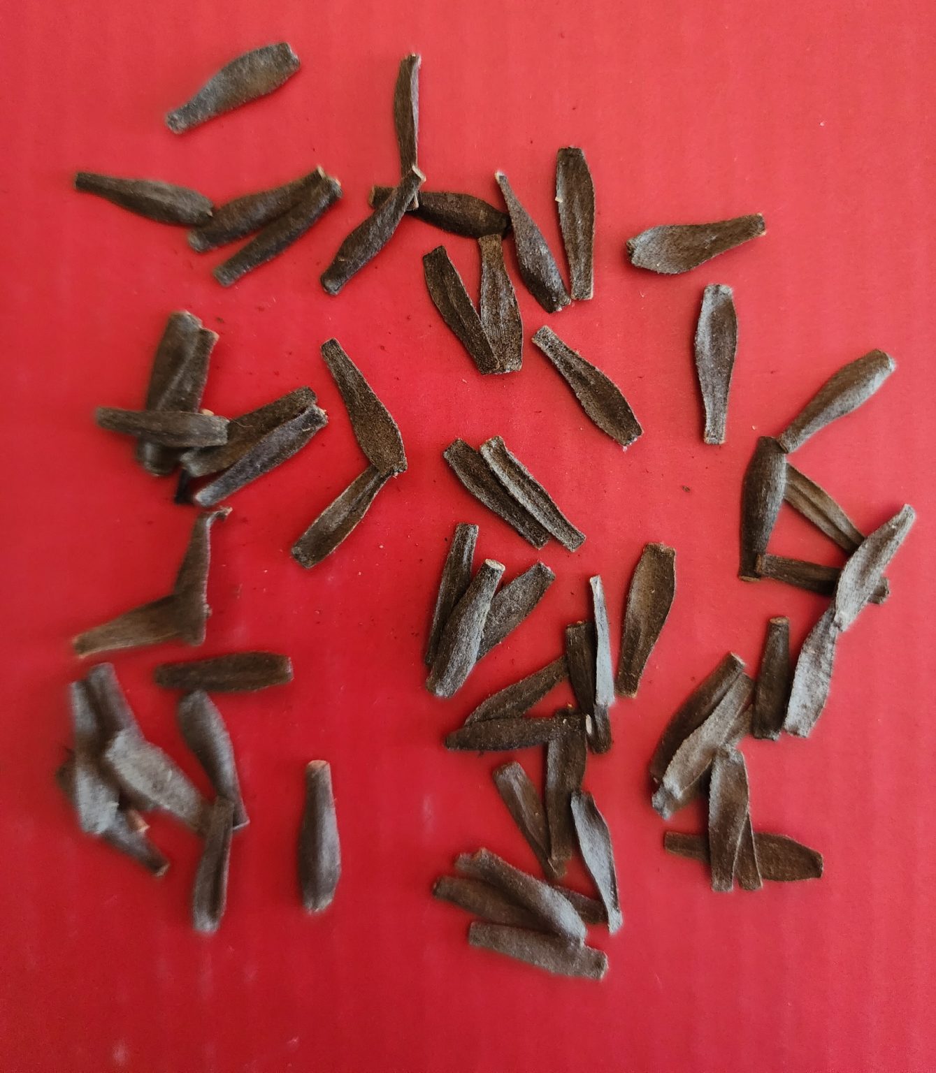 A Guide to Successfully Growing Dahlia's from Seeds - My Favorite ...