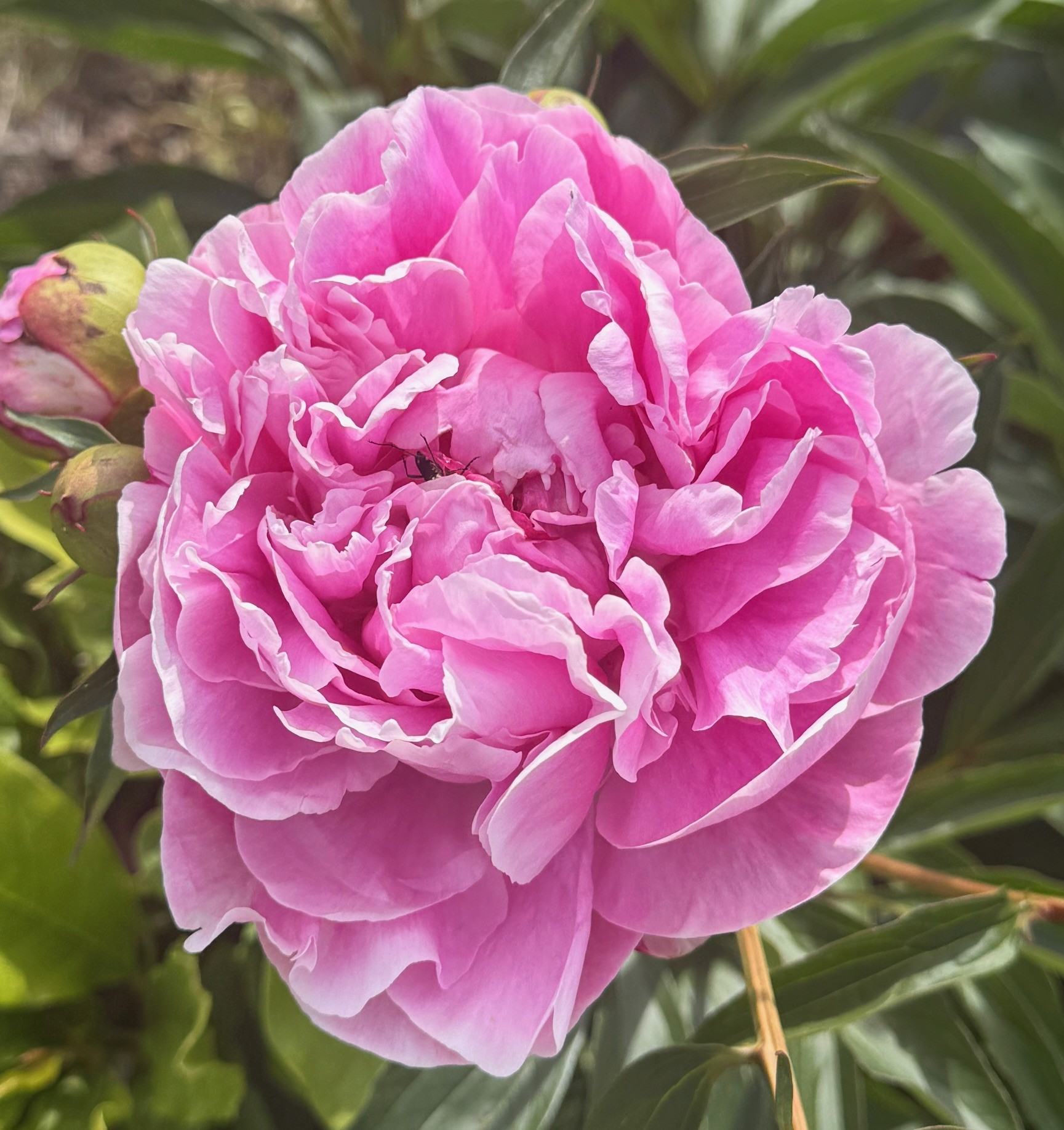 Edulis Superba Herbaceous Peony - My Favorite Flowers and More