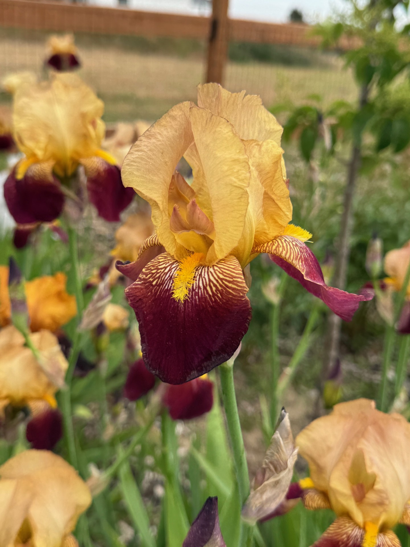 Frank Adam's Iris - My Favorite Flowers and More
