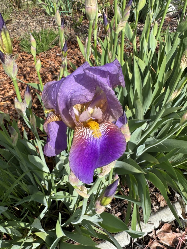 Old Fashioned Purple Iris - My Favorite Flowers and More